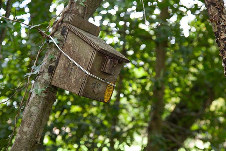 dormouse-box-NDMP-PTES-HAZEL-DORMOUSE - People's Trust for Endangered ...