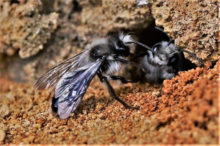Ashy-mining-bees-Andrena-cineraria-photo-credit-Brian-Baker-800x533 ...