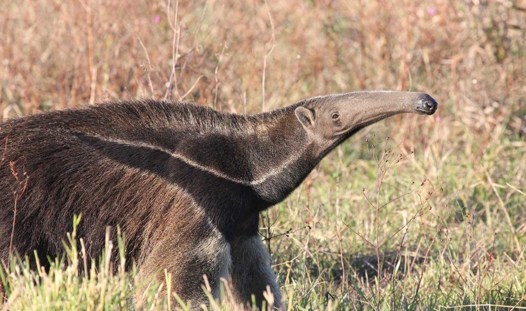 Giant-anteater-Credit-Jason-Woolgar-(2)save-for-web - People's Trust ...