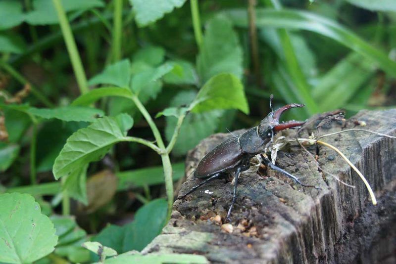 Stag Beetle Frequently Asked Questions