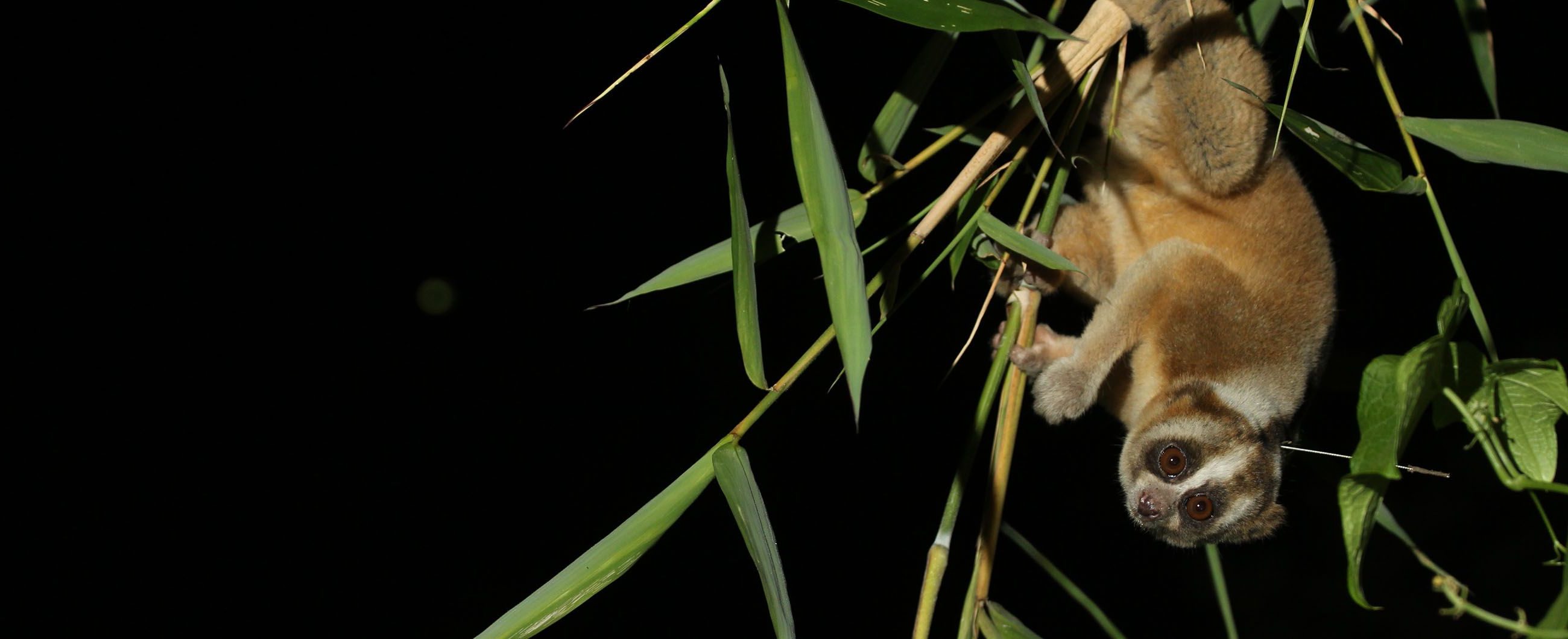 Slow lorises Project profile - People's Trust for Endangered Species