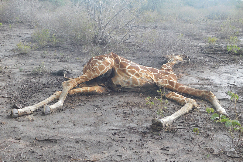 Reticulated-giraffe-emergency-appeal-2019-PTES-dead-giraffe-3 - People ...