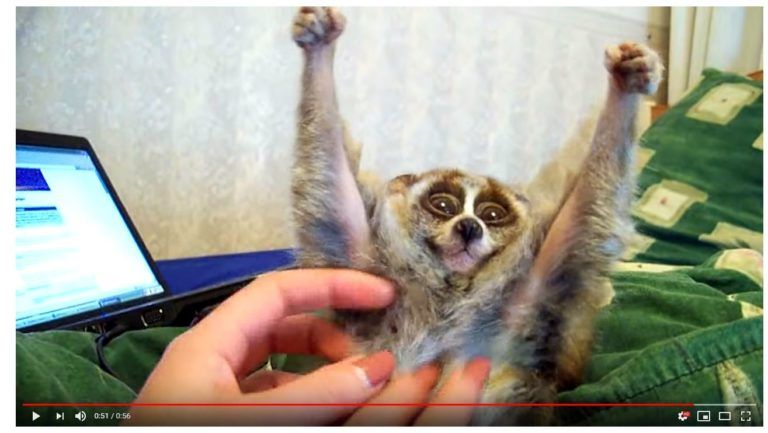 Pledge to end slow loris suffering - People's Trust for Endangered Species