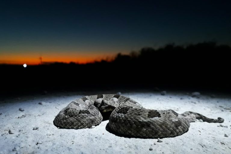 Albany adders in South Africa - People's Trust for Endangered Species