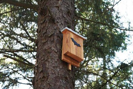 How to build a bat box - People's Trust for Endangered Species