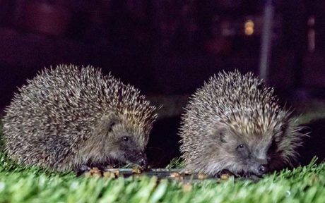 Evidence-based conservation for urban hedgehogs - People's Trust for ...