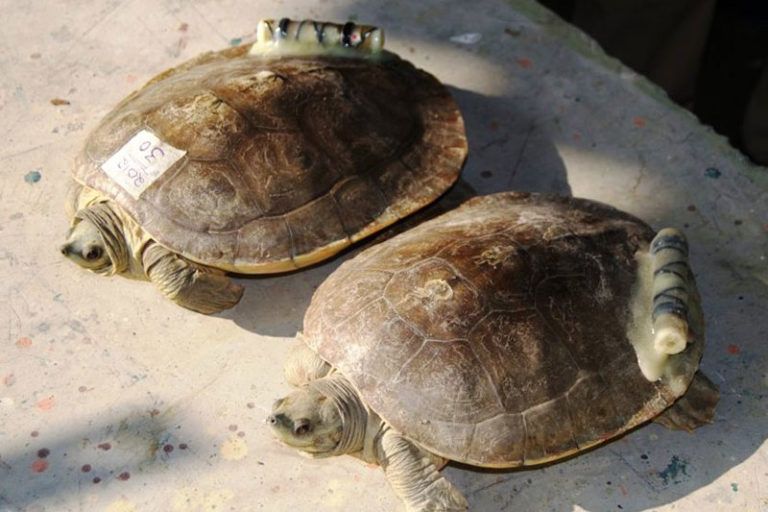 Saving the world's rarest freshwater terrapin - northern river terrapin