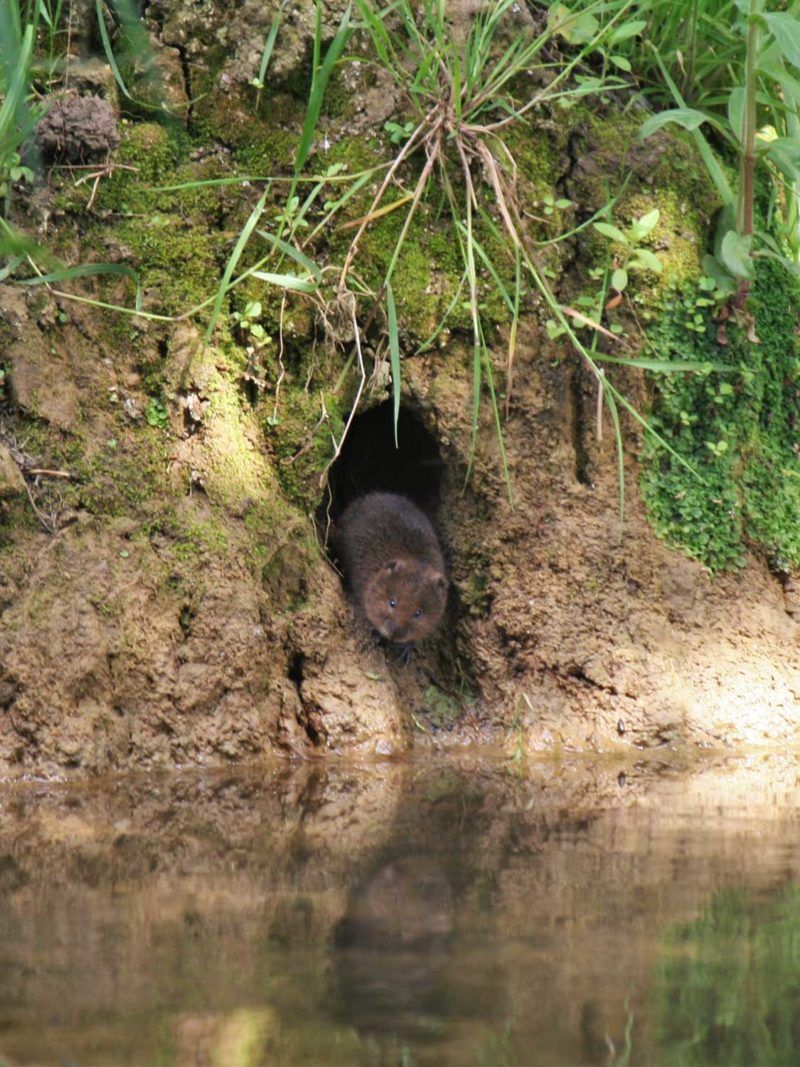 Monitoring mammals in the UK - a blog post by Nida Al-Fulaij