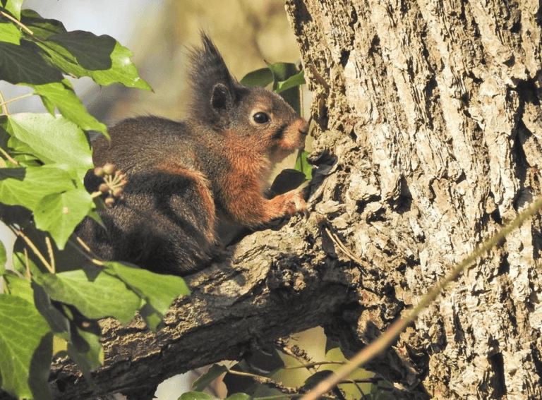 Red squirrels in the UK - People's Trust for Endangered Species