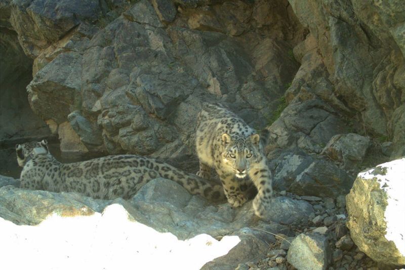 Snow leopards Gallery - People's Trust for Endangered Species