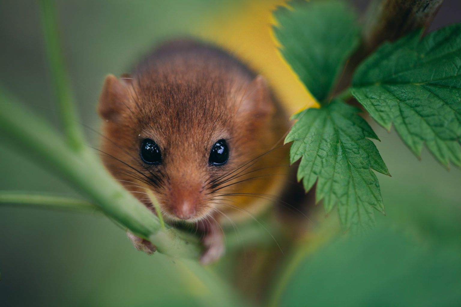 Hazel dormouse Angyalosi Beata Shutterstock - People's Trust for ...