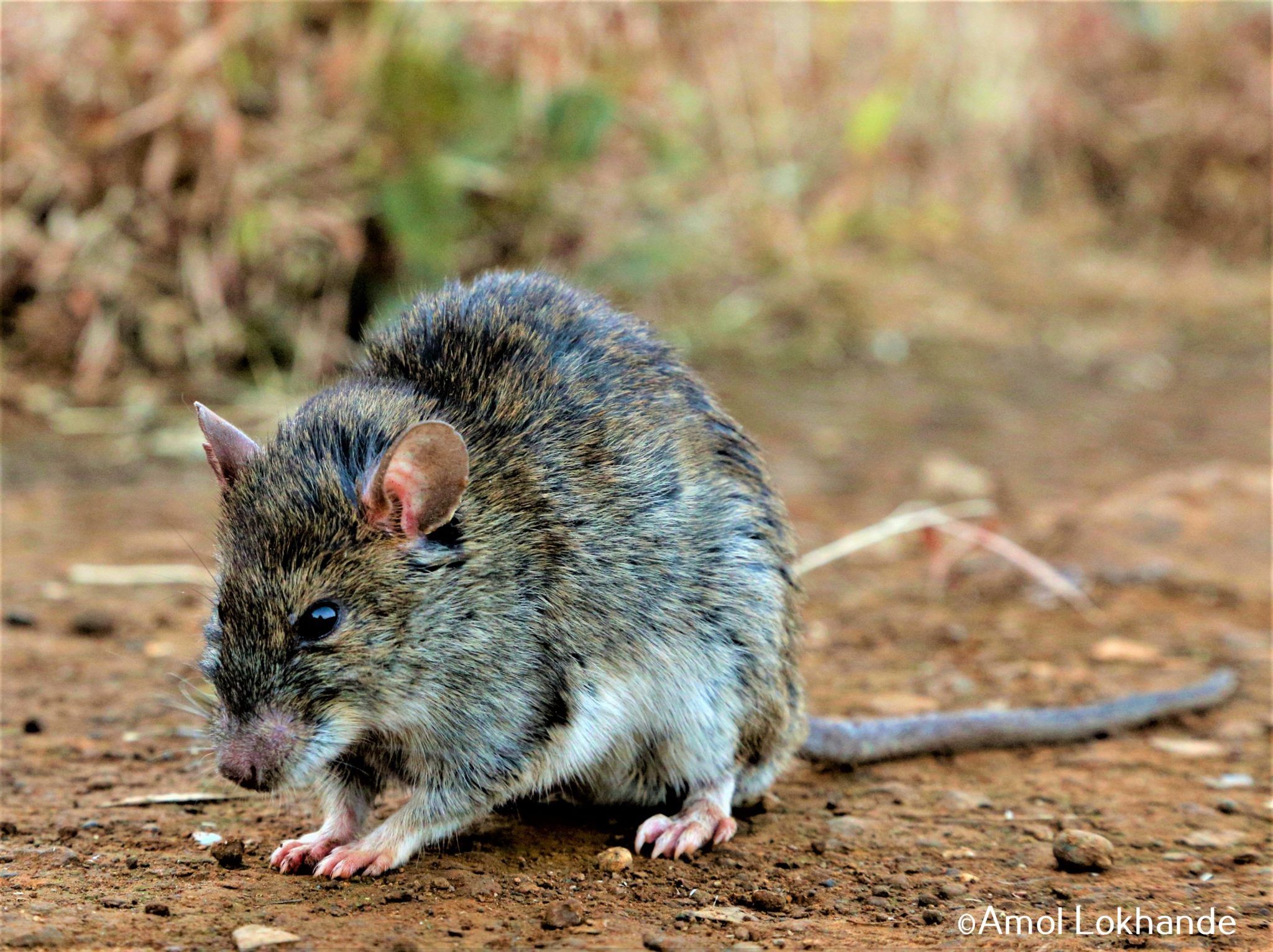 Project update - Protecting the critically endangered Kondana soft ...