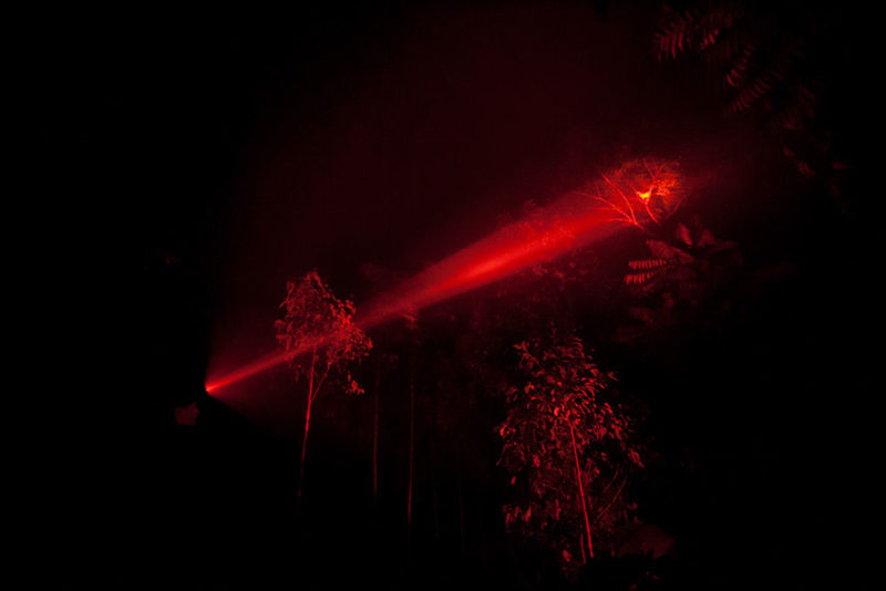 Slow lorises Gallery - People's Trust for Endangered Species