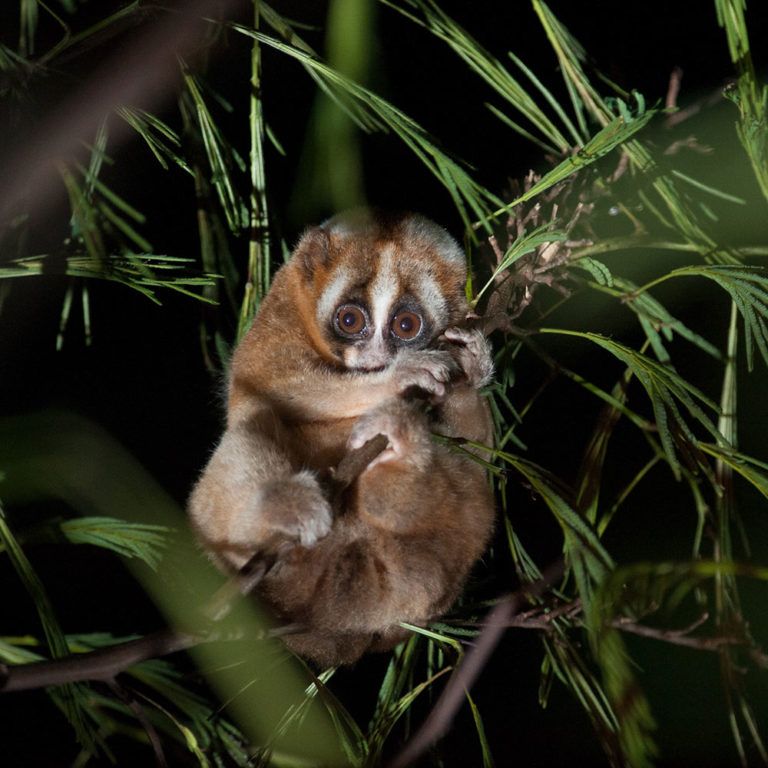 Slow lorises Project profile - People's Trust for Endangered Species
