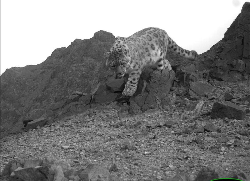 Success – a camera trap image of a snow leopard. - People's Trust for ...
