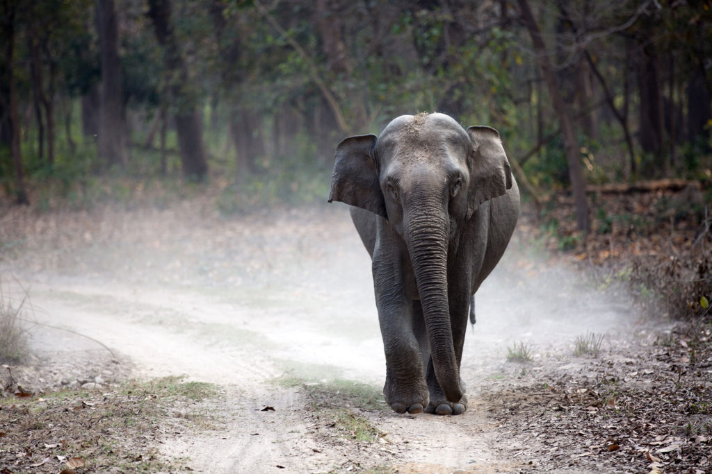 Danger of death for Asian elephants in West Bengal