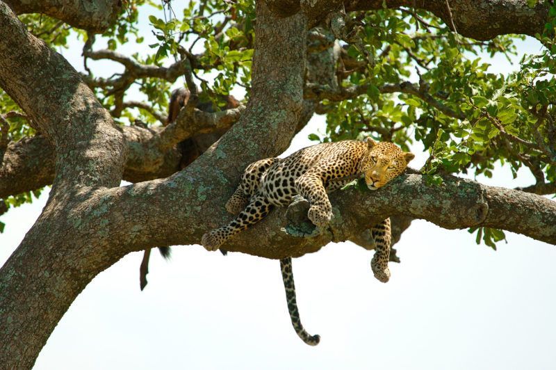 This leopard has taken a kill into the tree for safety, see it hidden ...