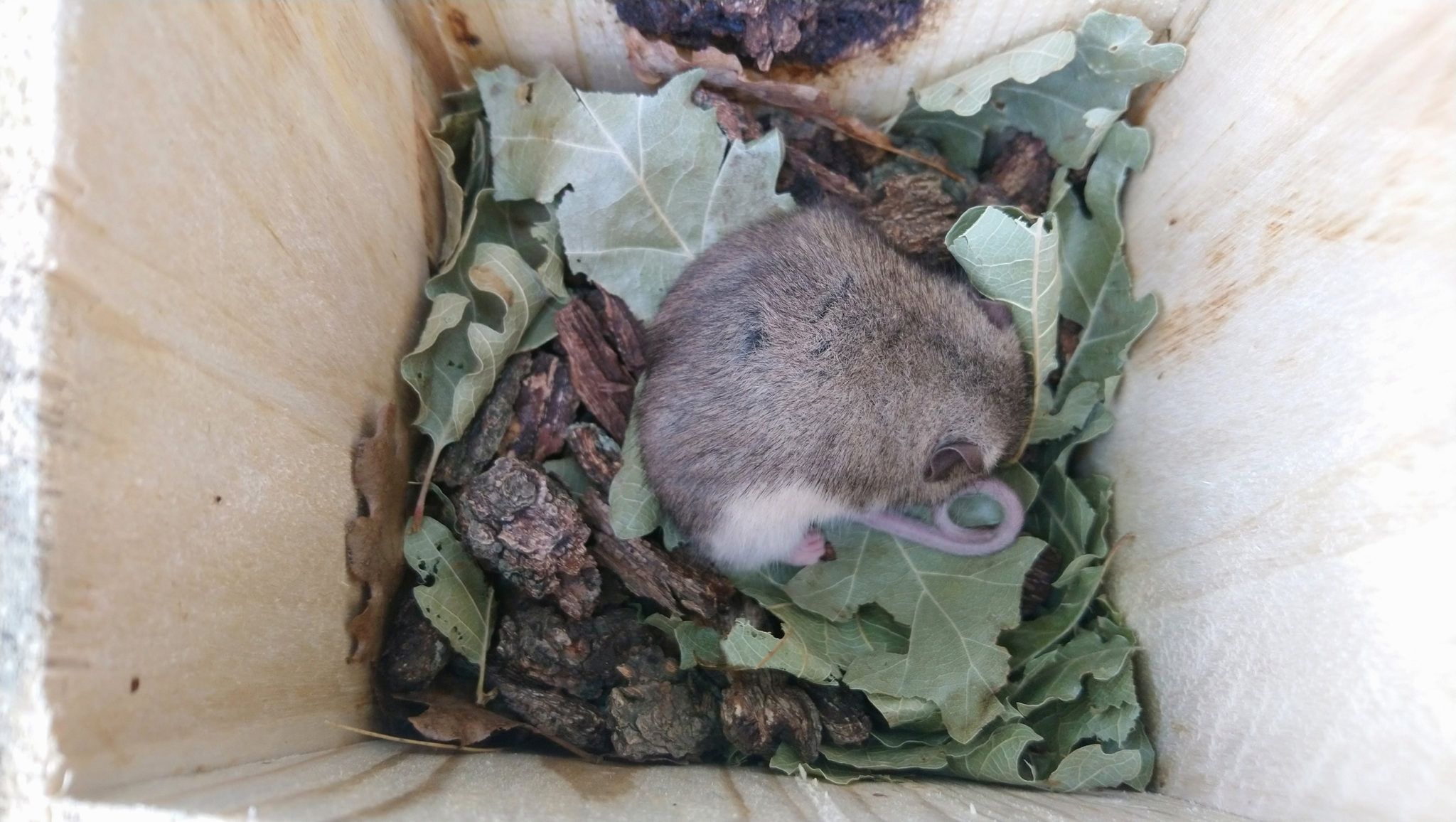 Mouse-tailed-dormouse-in-torpor2_NedkoNedyalkov-Detecting-dormice-in ...
