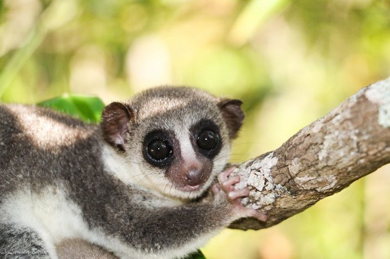Restoring forest homes for endangered Madagascan lemurs