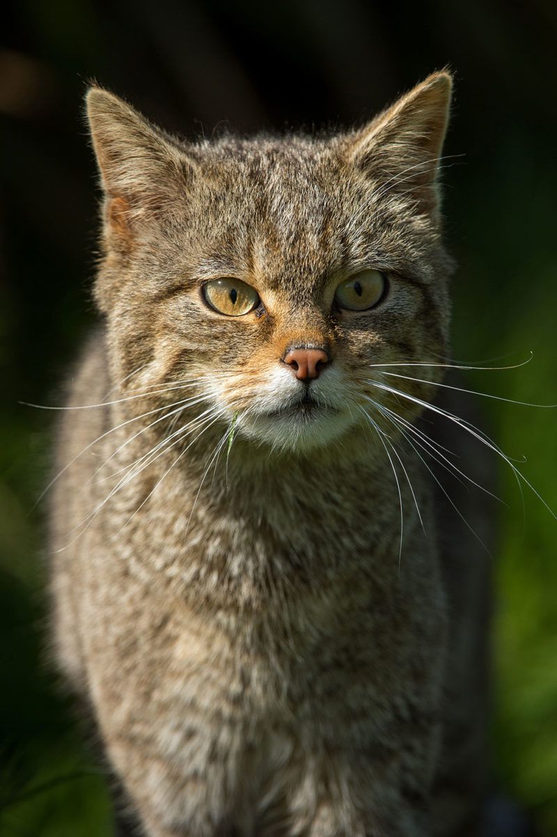 Which cats are which? Understanding hybridisation in wildcats - PTES