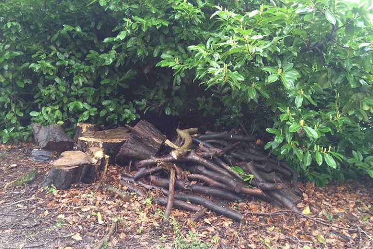 How can we help hibernating hedgehogs in the UK? - PTES