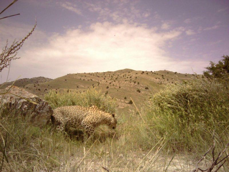Persian leopards Gallery - People's Trust for Endangered Species