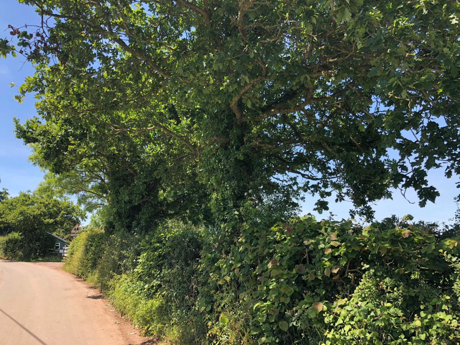 Why we need heathly hedgerows - PTES
