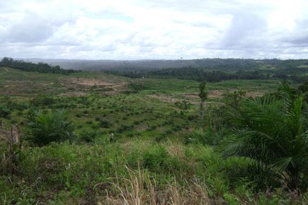 Supporting Sumatran elephants in the Leuser ecosystem - PTES