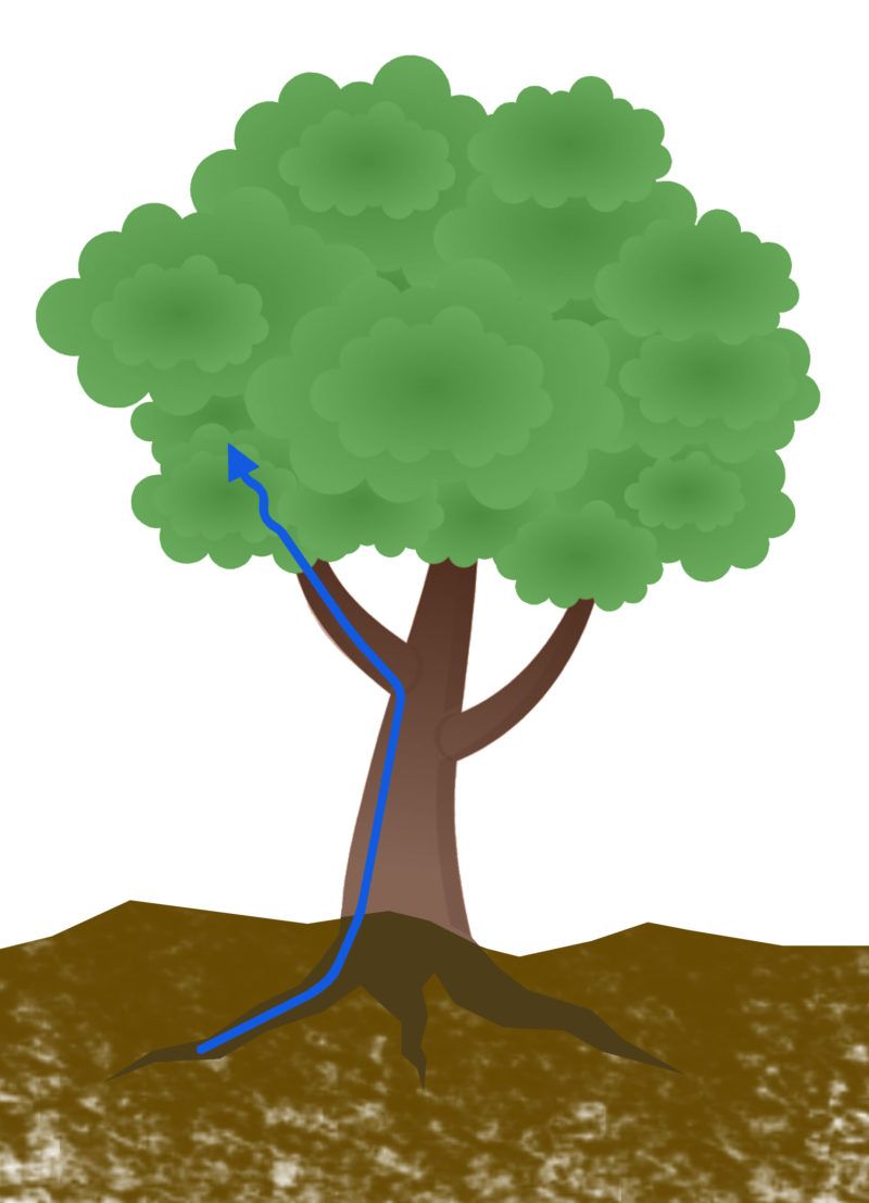 Rescuing a wind-thrown tree - People's Trust for Endangered Species