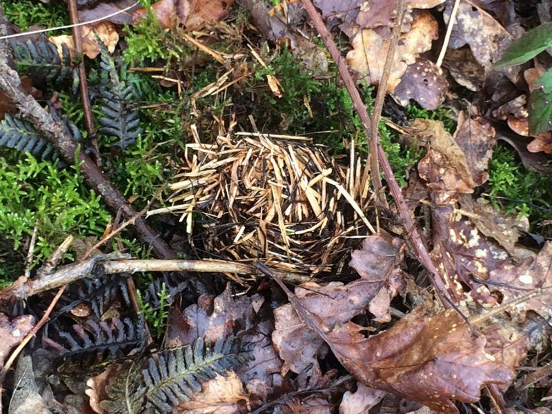 How and why hazel dormice hibernate by Ian White - PTES