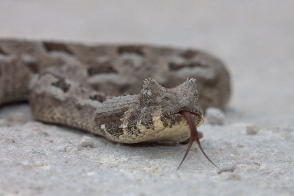 Albany adders: Saving South Africa’s most endangered snake - PTES