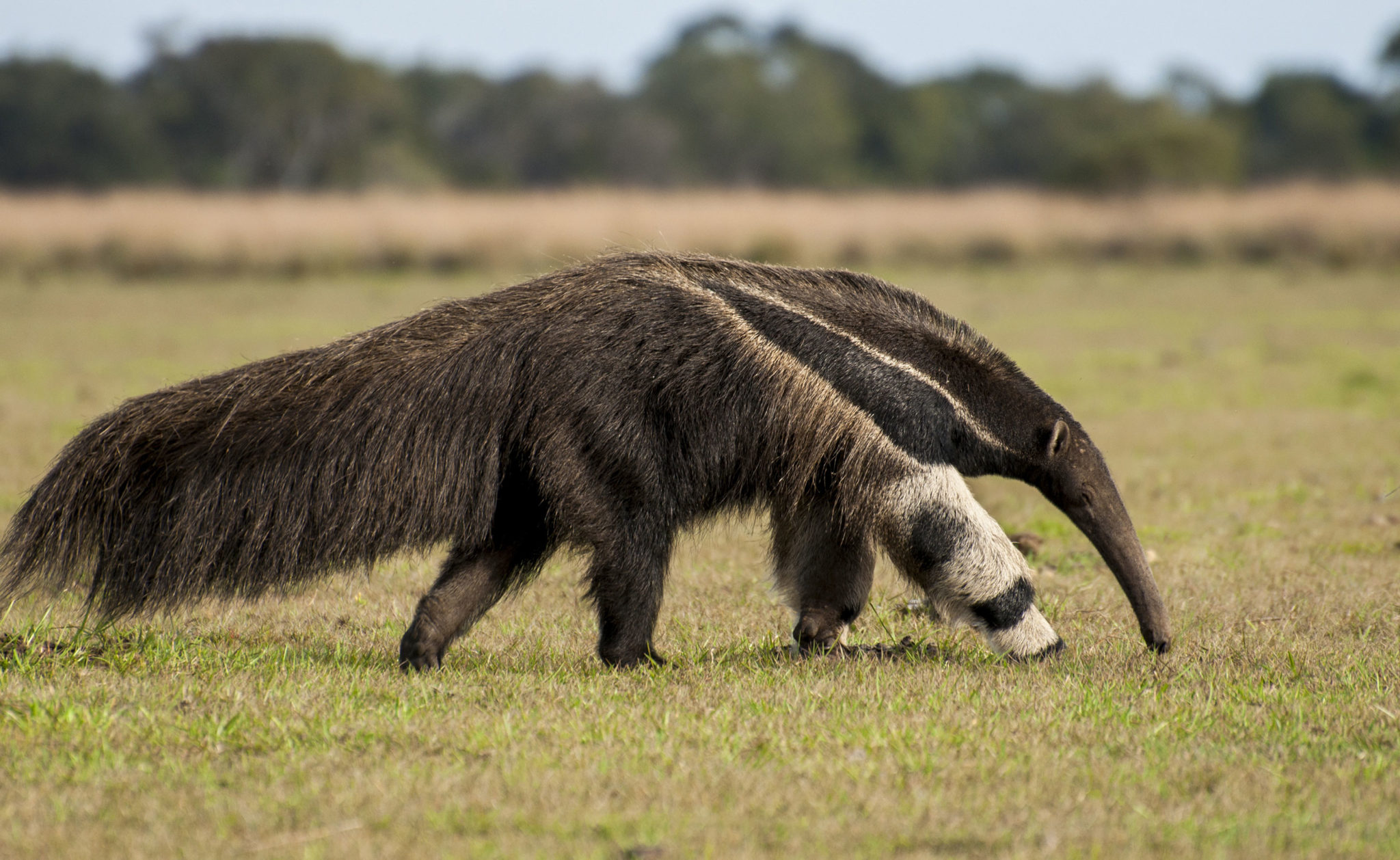 Giant-anteater-Luiz-Kagiyama-Shutterstock-A-giant-anteater-makes-its ...