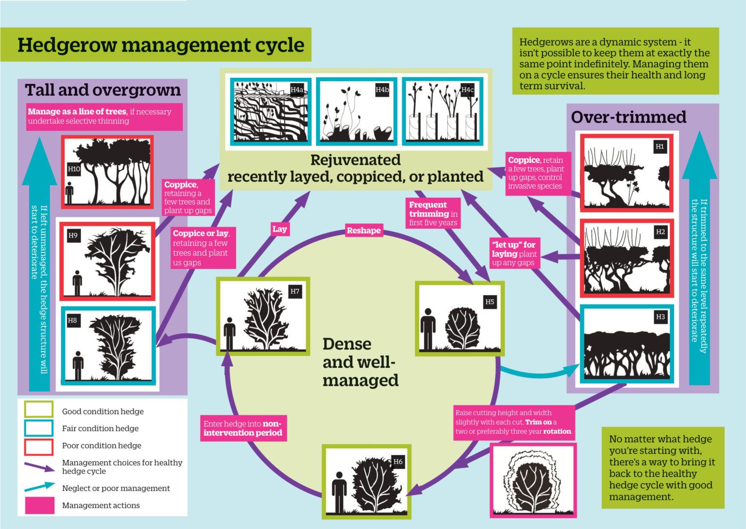 Hedgerow management advice for hazel dormice