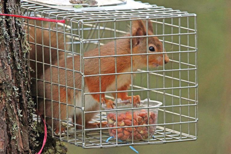 Red-squirrel-in-feeder-cage. - People's Trust for Endangered Species