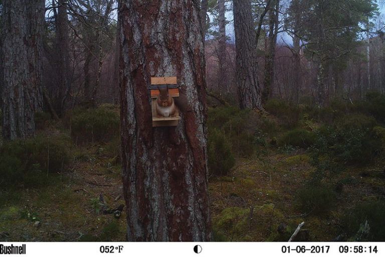 camera-trap-still-clearly-showing-a-male-red-squirrel. - People's Trust ...