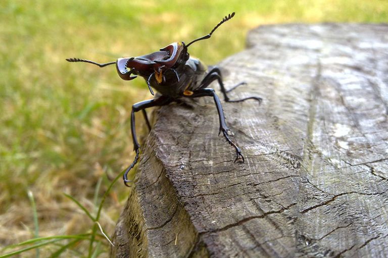 9 top ways to help stag beetles in your garden