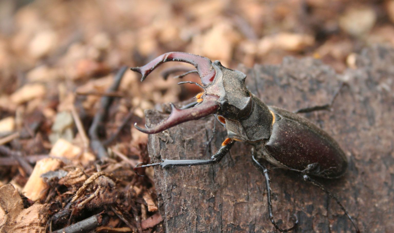 9 top ways to help stag beetles in your garden - People's Trust for ...