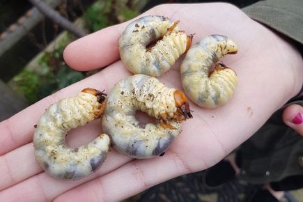 9 top ways to help stag beetles in your garden