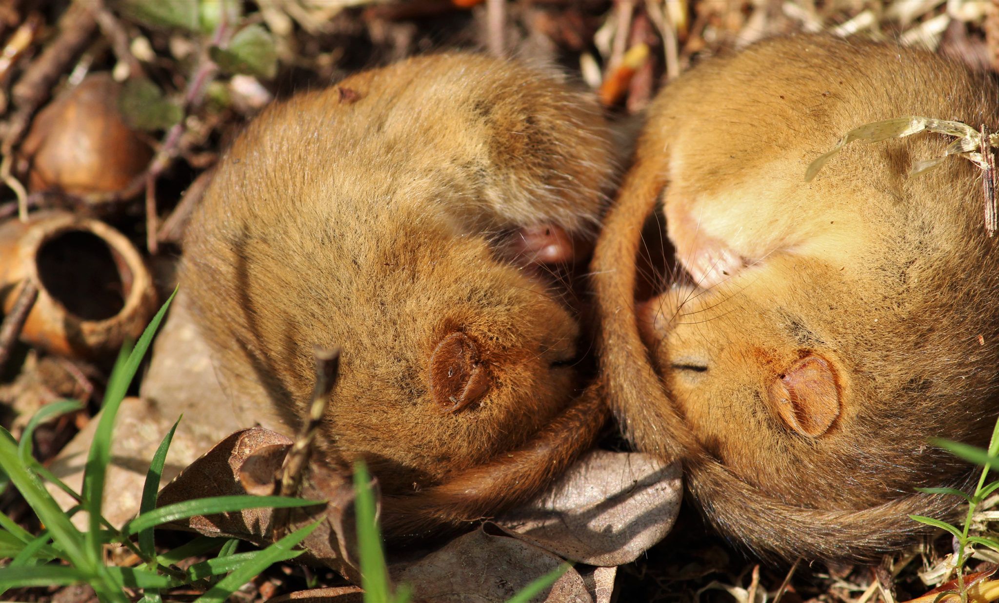 dormice-with-nut- People's Trust for Endangered Species