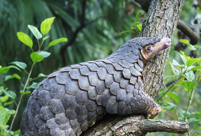 manis_pentadactyla_2_JasonSCChin_TaipeiZoo- People's Trust for ...