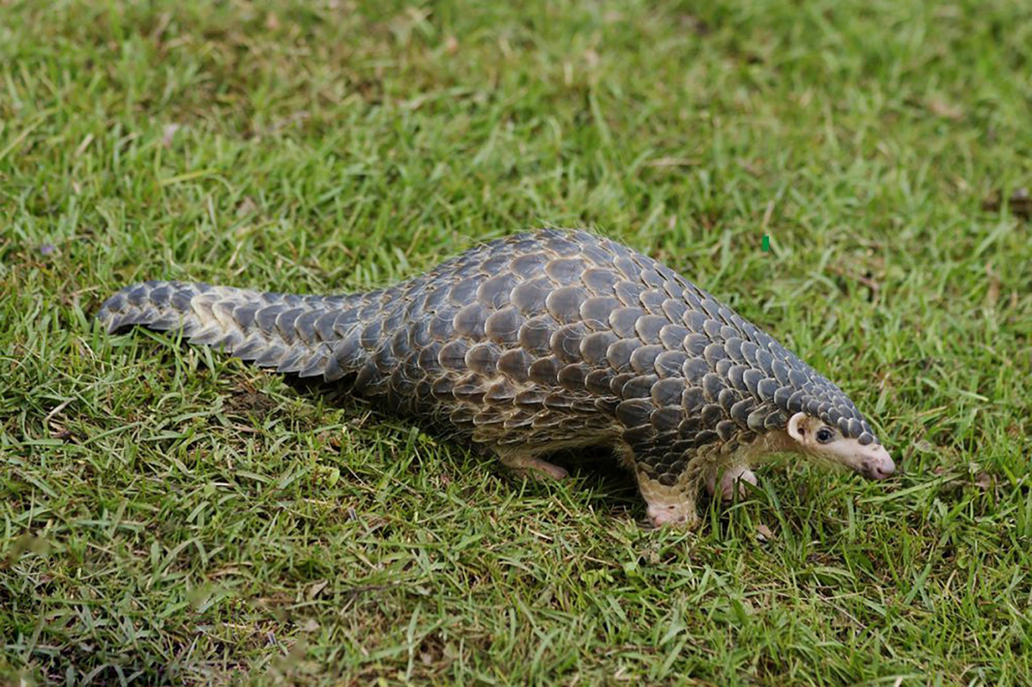 manis_pentadactyla_JasonSCChin_TaipeiZoo-1000x666 flip - People's Trust ...