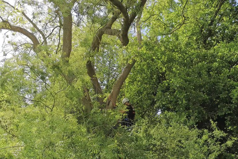 Monitoring tree roosts for bats - People's Trust for Endangered Species