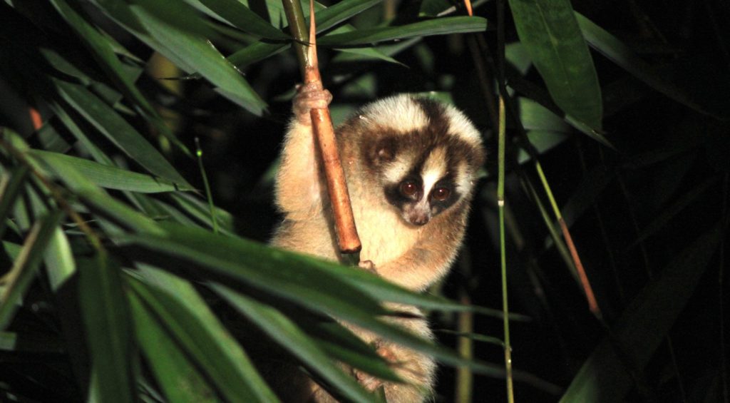Name the baby loris competition - People's Trust for Endangered Species