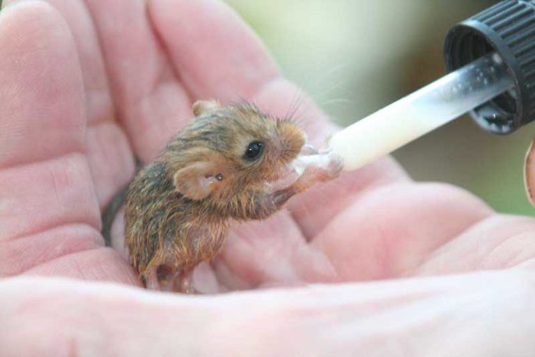 Baby-dormouse-Can-you-help-me-Donate-today - People's Trust for ...