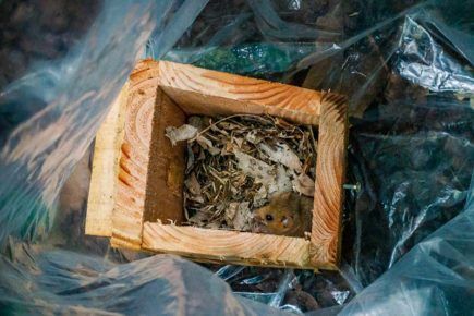 Training for a dormouse licence with PTES - PTES