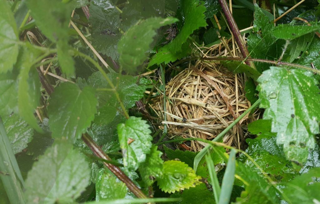 Dormouse Nest
