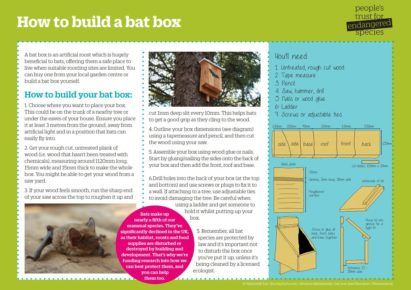 How-to-build-a-bat-box-instructions - People's Trust for Endangered Species