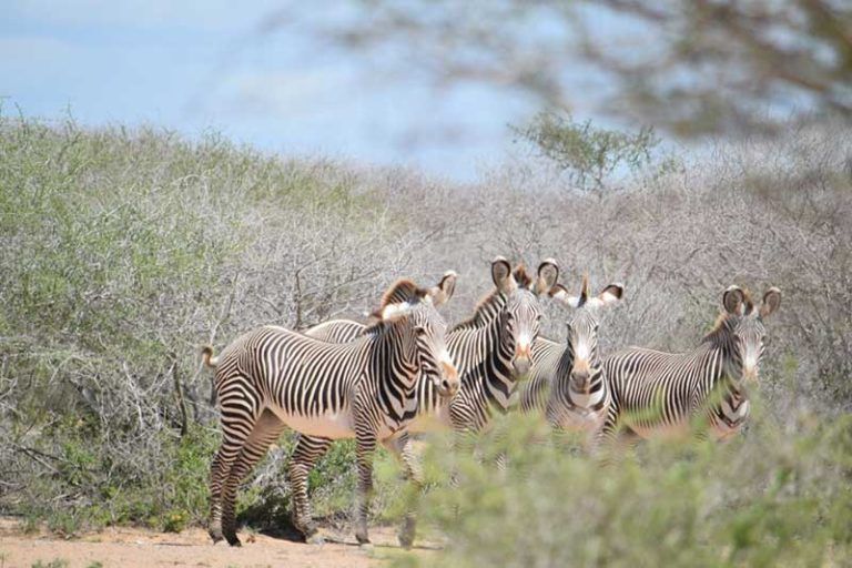 Mapping the forgotten Grevy’s zebra in eastern Kenya - PTES