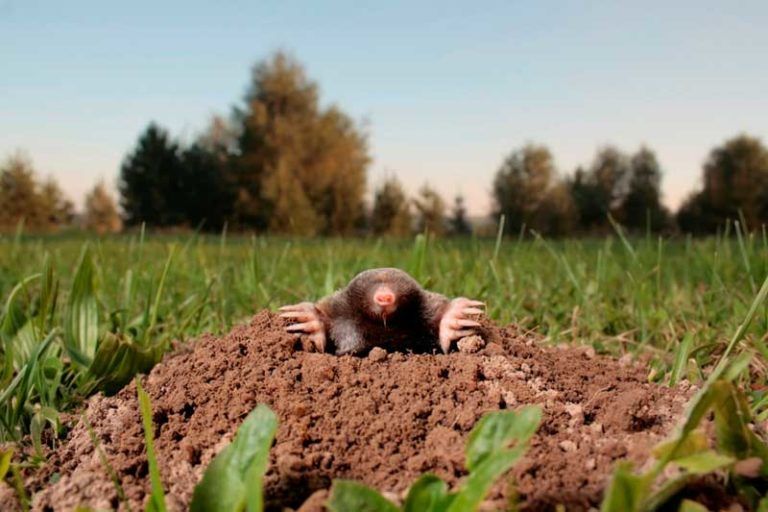 Going underground: the extraordinary life of a mole - PTES