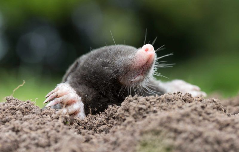 A mole in one - People's Trust for Endangered Species